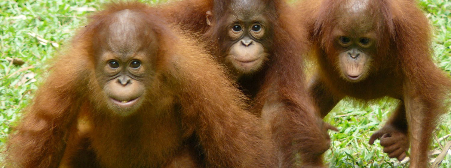 Orangutan Outreach | Join and Donate | Grapevine